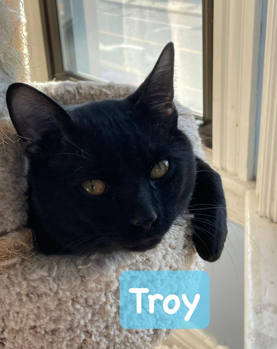 Troy Is WSCR Cat Of The Week | News, Sports, Jobs - Post Journal